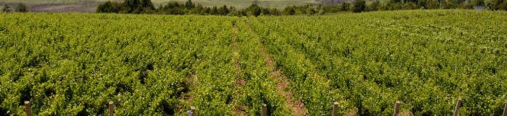 High Note 'Elevated' Malbec 2019 :: Malbec