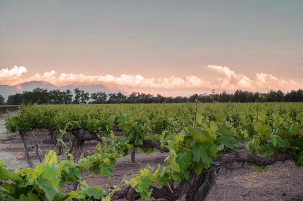 Callia Bella Radiant Red 2024 :: Red Blends